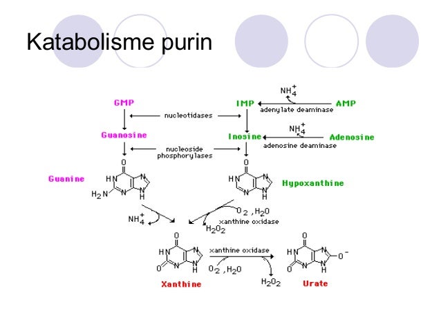 Metabolisme Purin Primidin