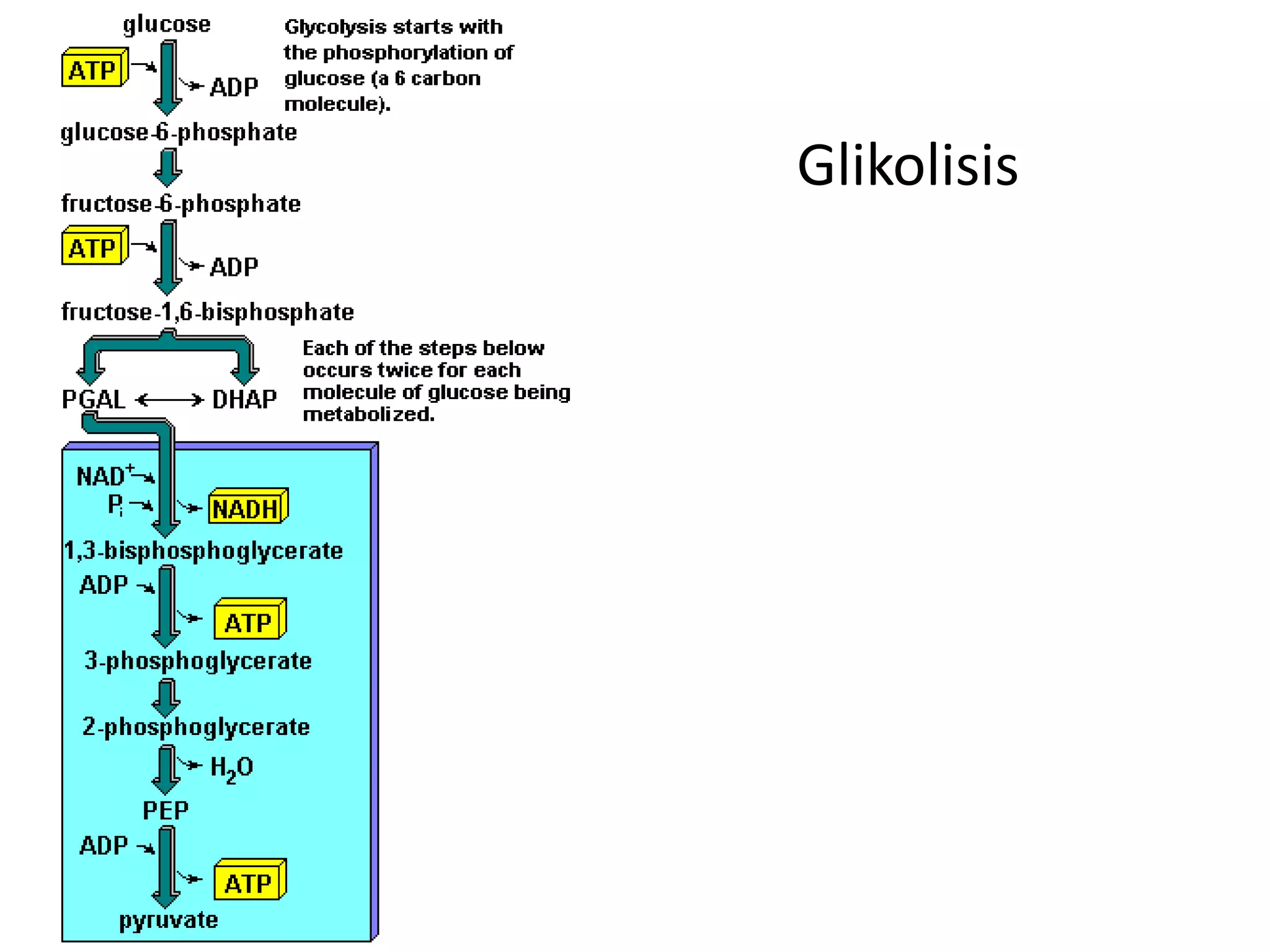 Metabolisme sel | PPTX
