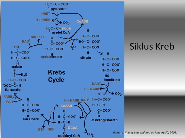 Metabolisme sel | PPTX