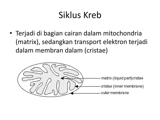 Metabolisme sel | PPTX