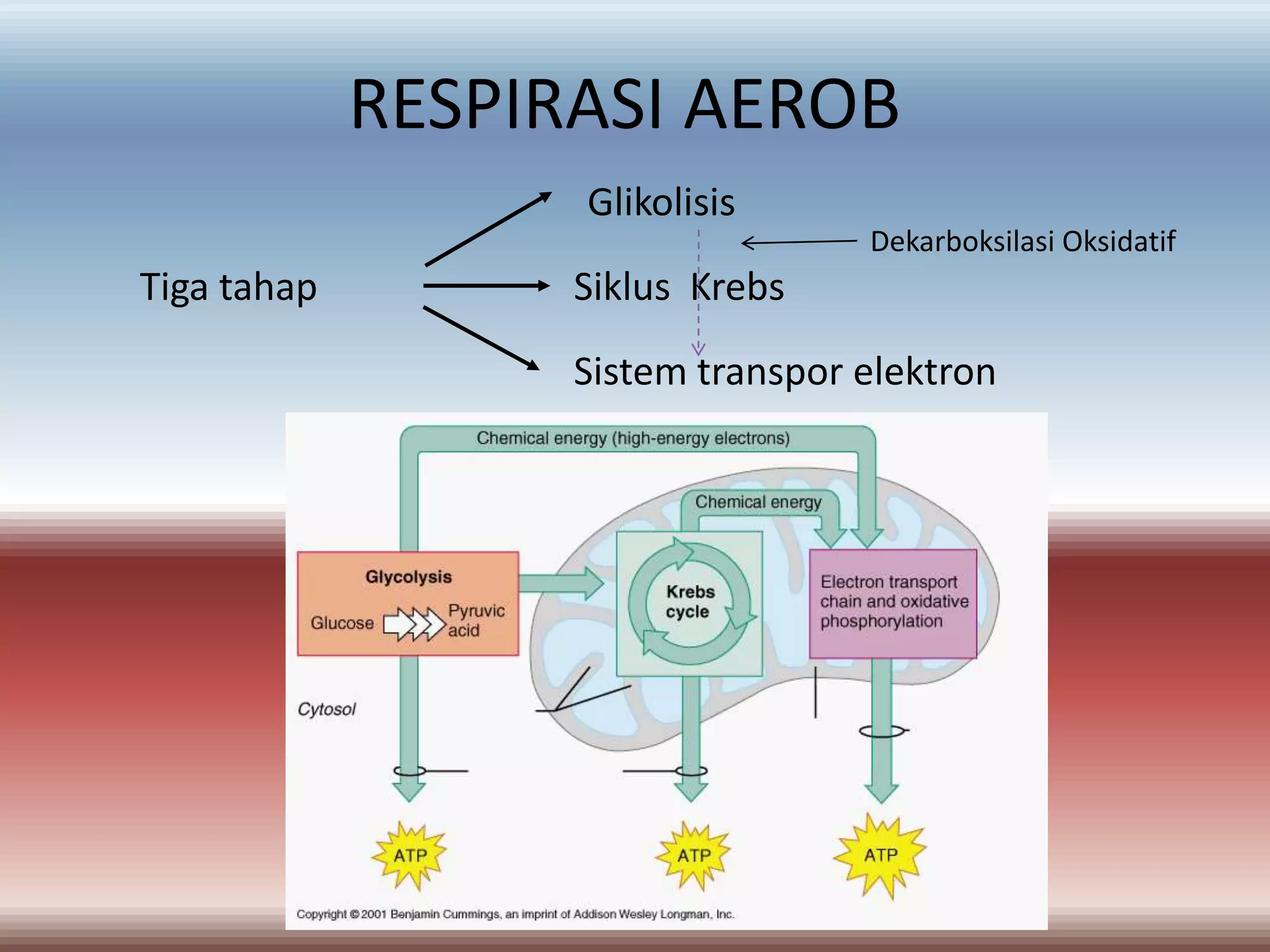 Metabolisme sel | PPTX