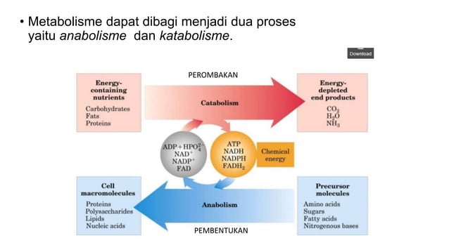materi perkuliahan METABOLISME SEL pada hewan .pptx