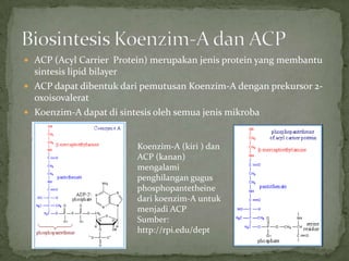 Metabolisme sulfur | PPTX