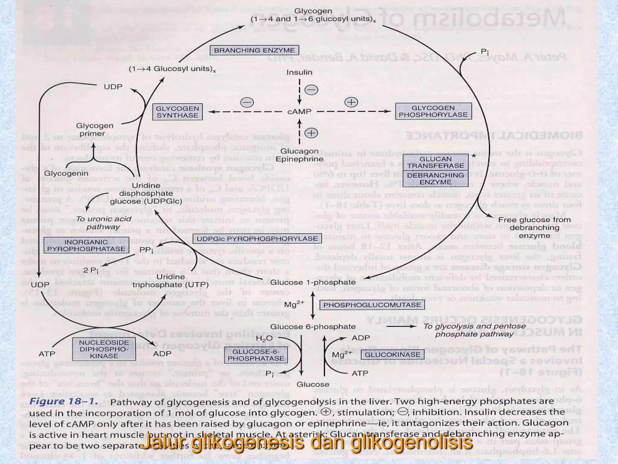 Glikogenesis dan Glikogenolisis | PPTX