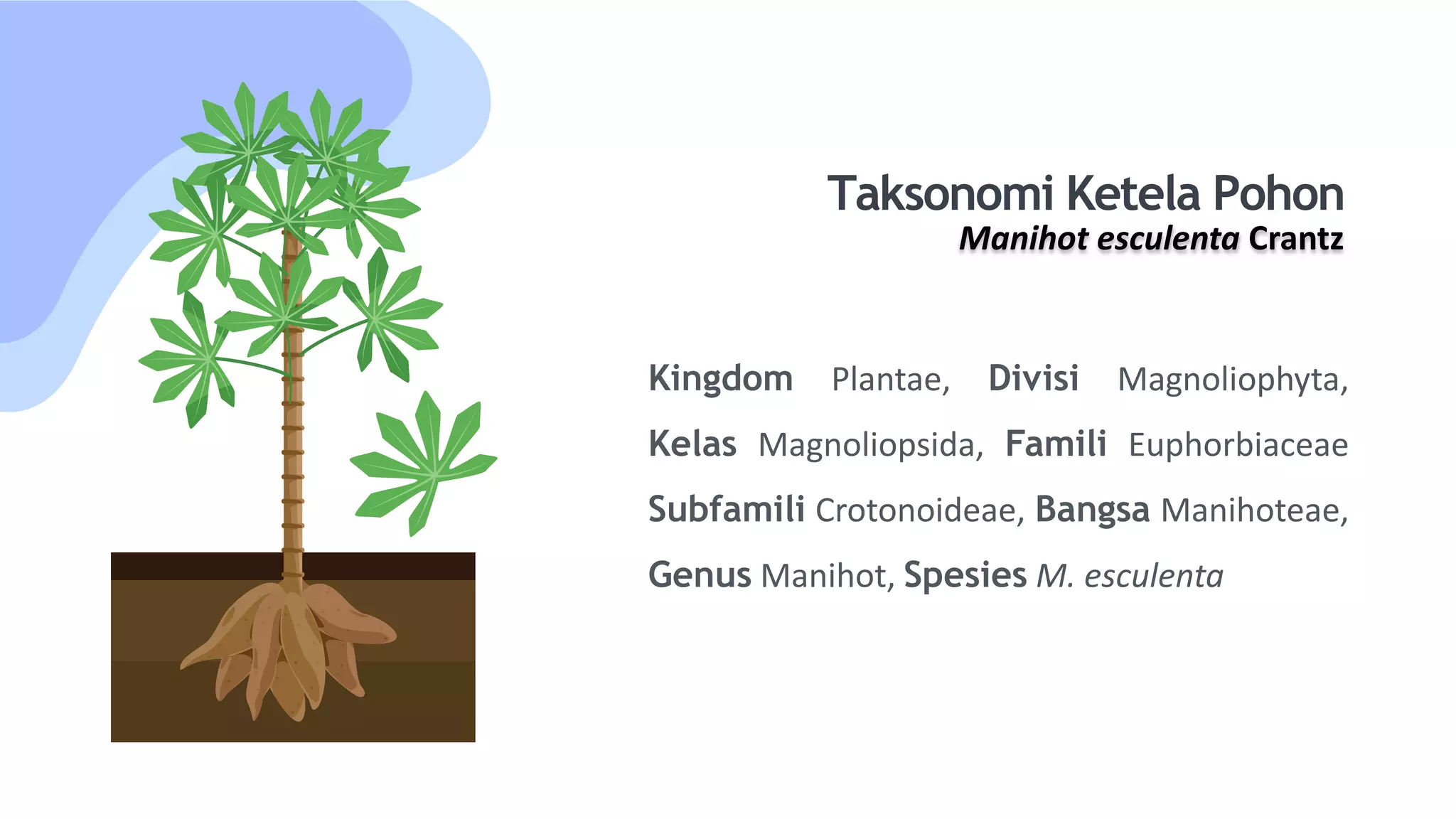 Metabolisme tumbuhan Ketela Pohon | PPTX