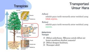 Metabolisme tumbuhan Ketela Pohon | PPTX