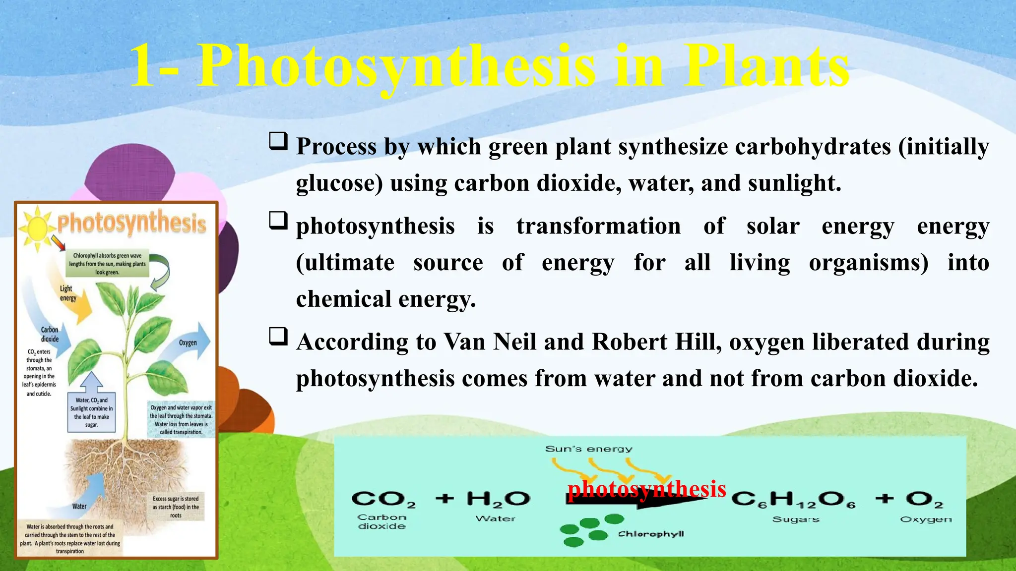 Metabolism in plants an introduction to metabolism.pptx