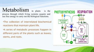 Metabolism in plants an introduction to metabolism.pptx