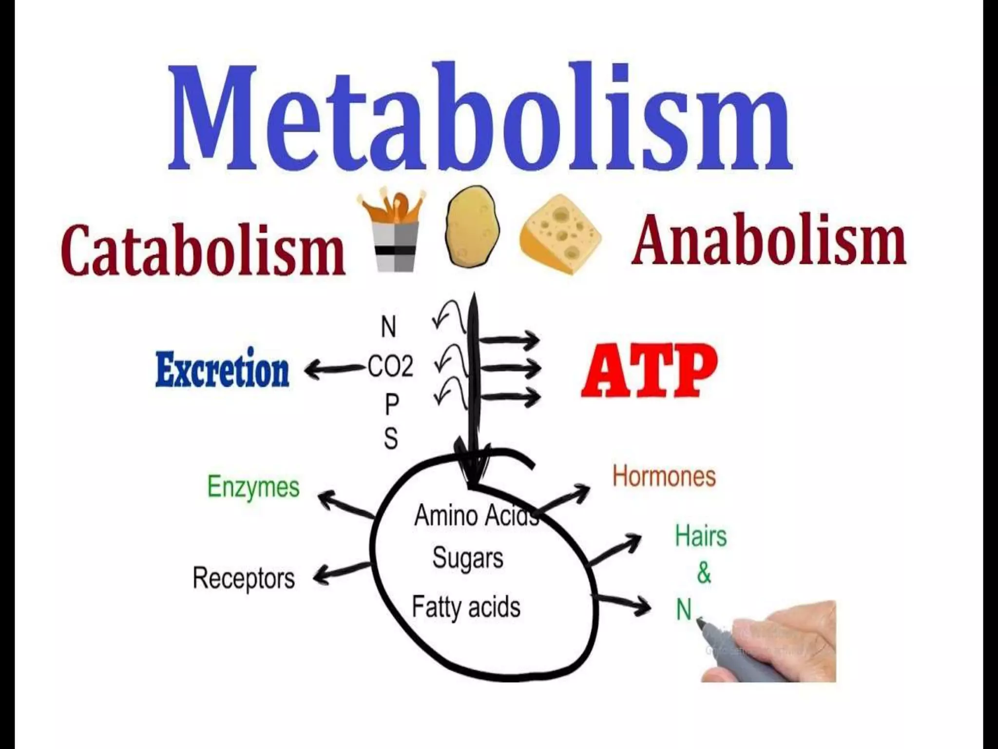 Metabolism anabolism & catabolism made easy and simple | PPTX