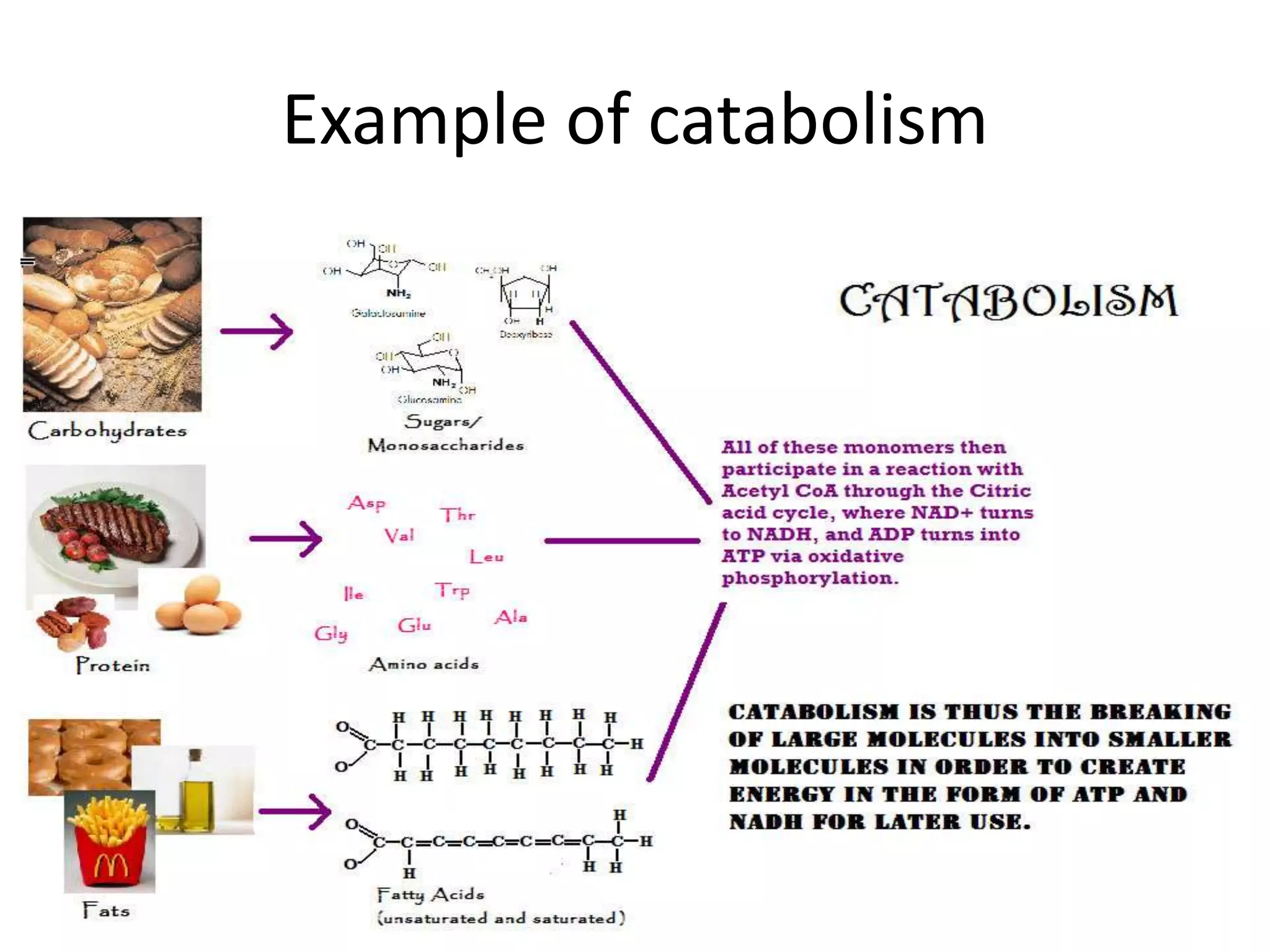 Metabolism anabolism & catabolism made easy and simple | PPTX