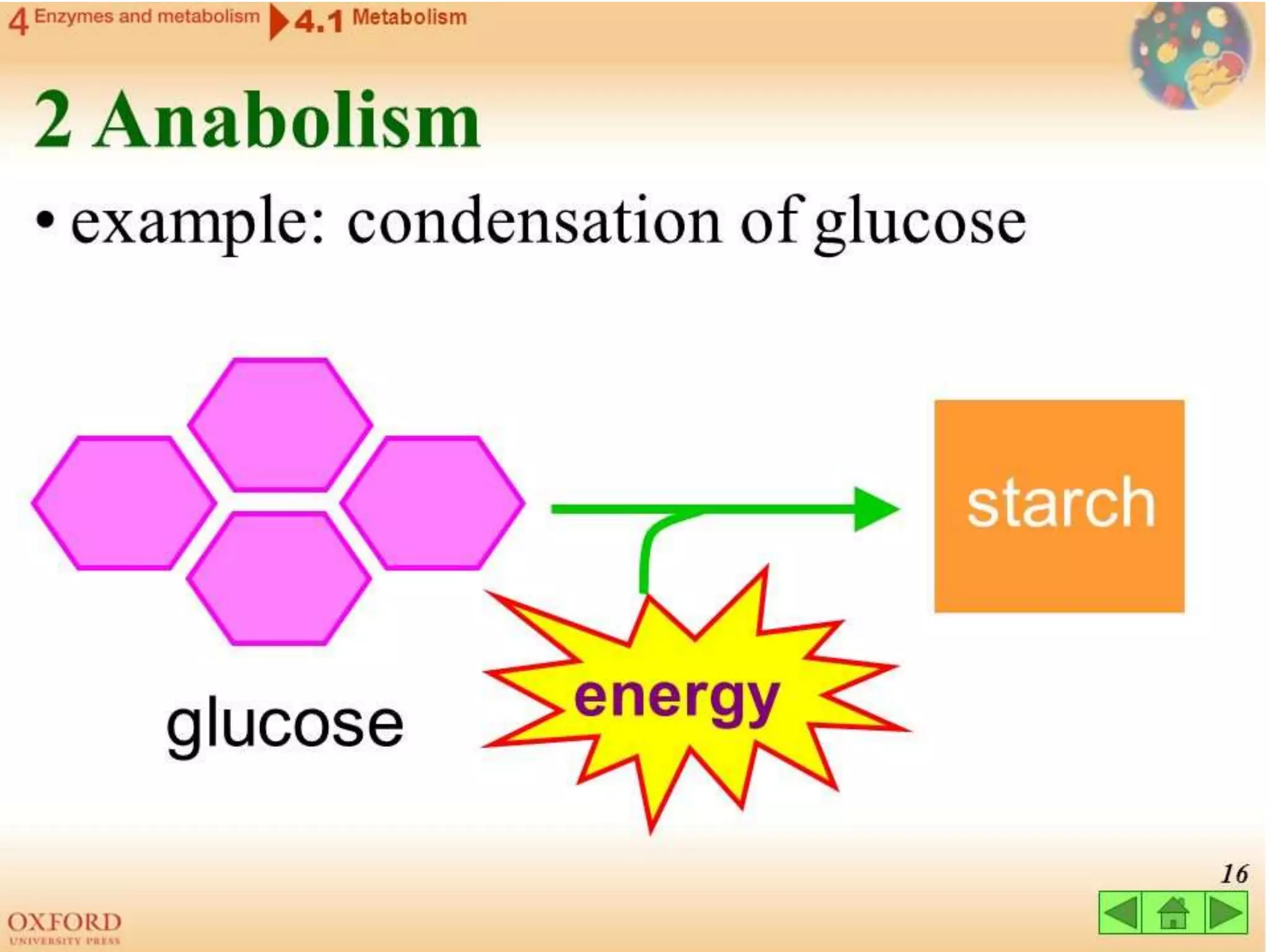 Metabolism anabolism & catabolism made easy and simple | PPTX