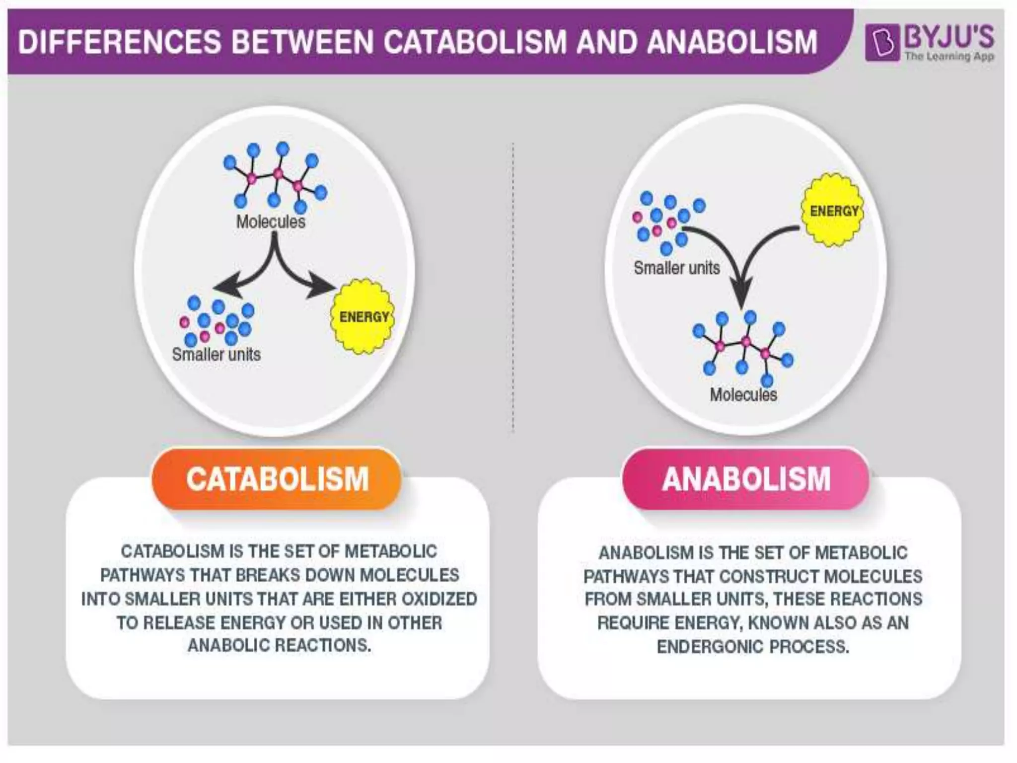 Metabolism anabolism & catabolism made easy and simple | PPTX
