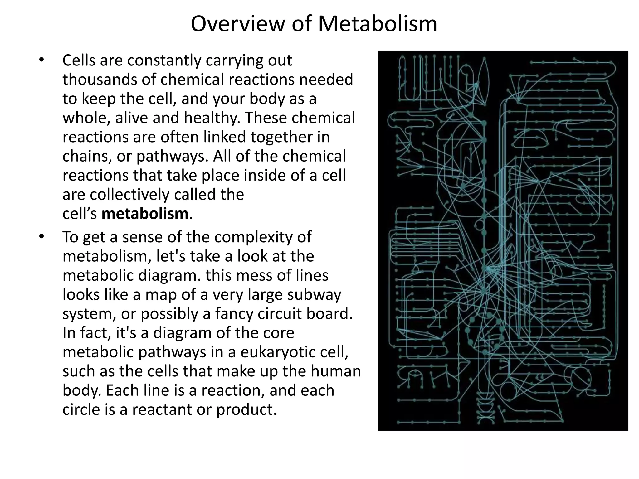 Metabolism anabolism & catabolism made easy and simple | PPTX