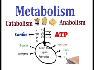 Metabolism anabolism & catabolism made easy and simple | PPTX