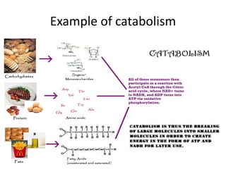 Metabolism anabolism & catabolism made easy and simple | PPTX