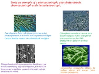 Metabolism of microbes circus | PPTX