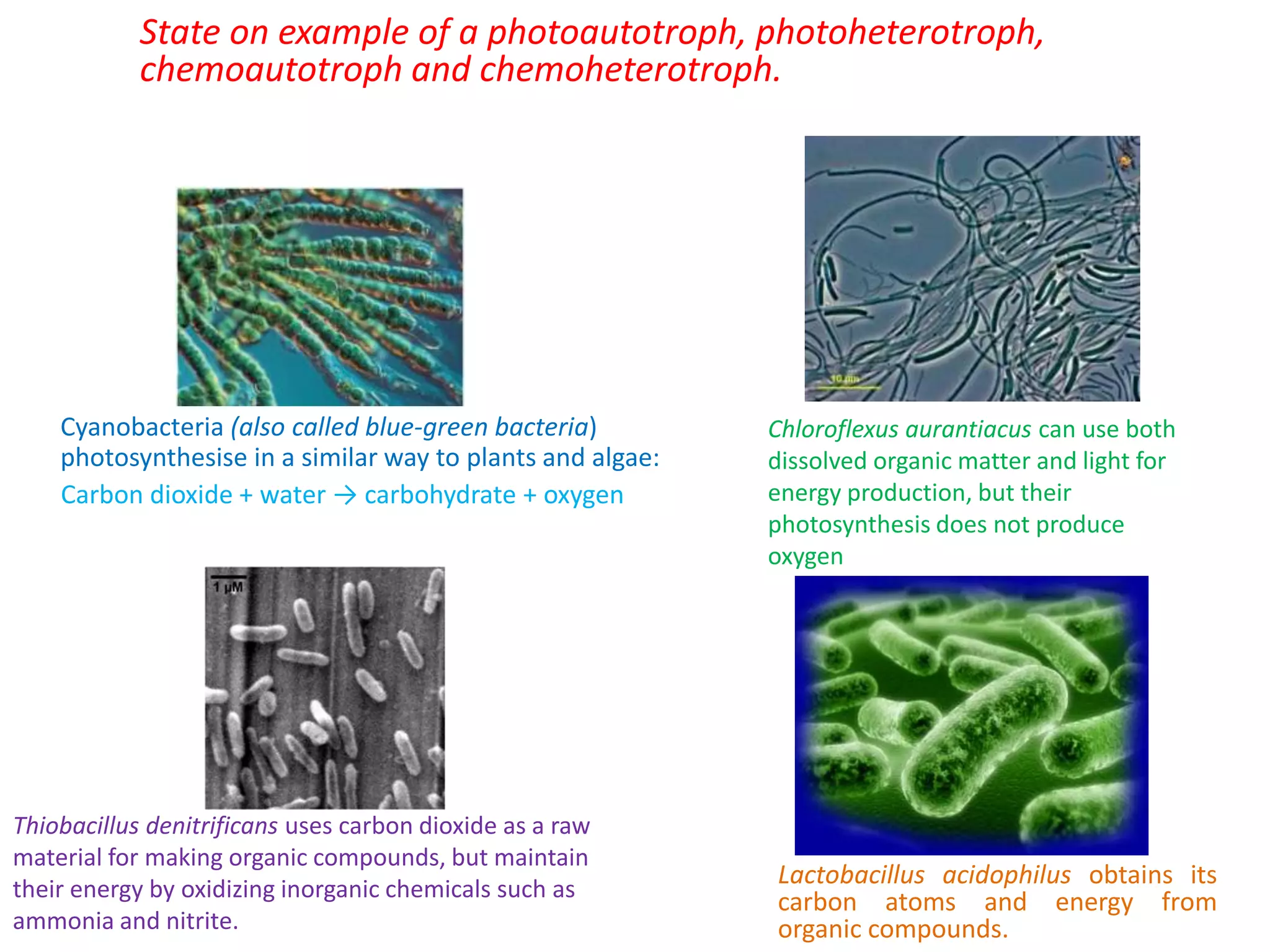 Metabolism of microbes circus latest version | PPTX