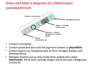 Metabolism of microbes circus latest version | PPTX