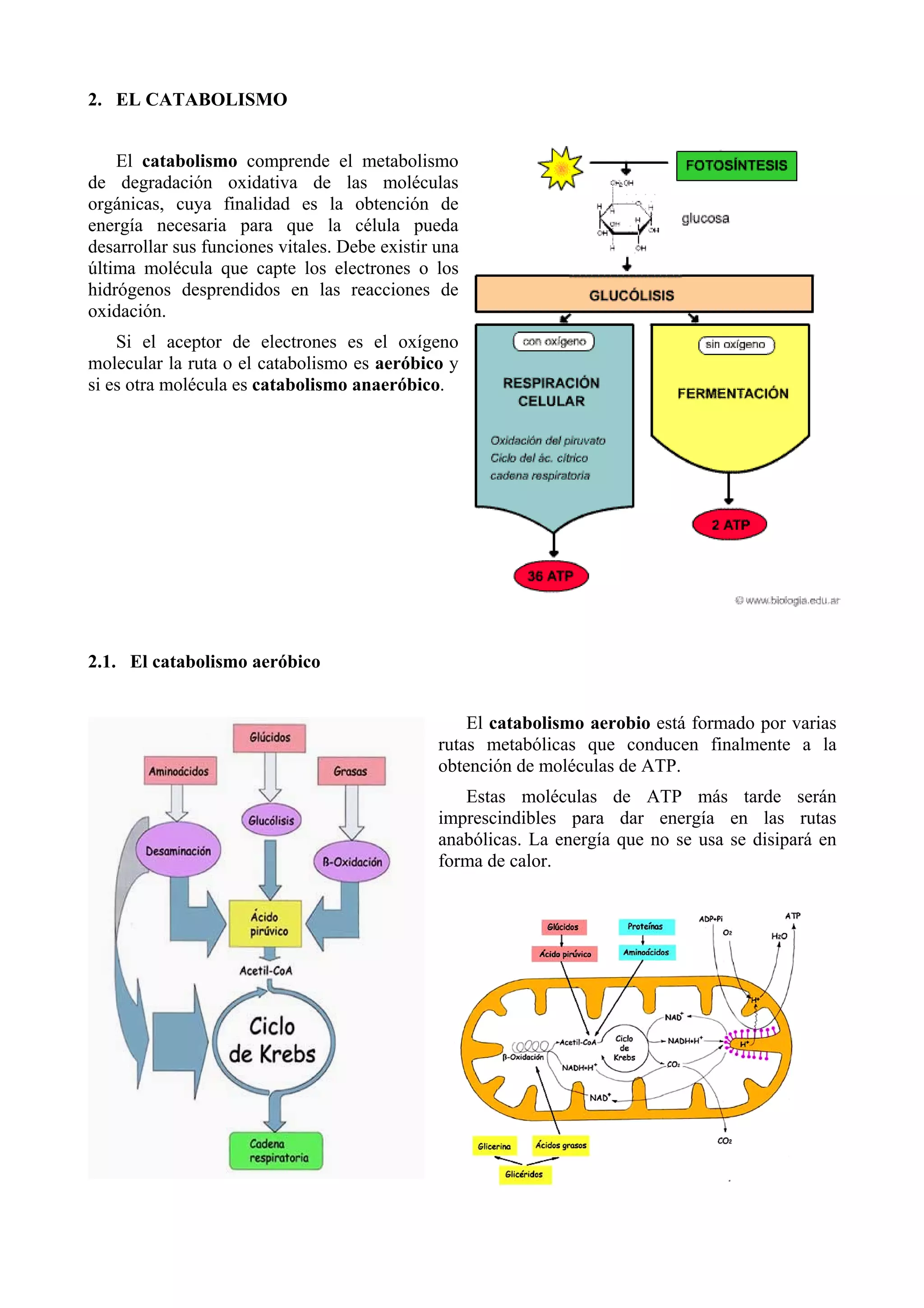 Metabolismo | PDF