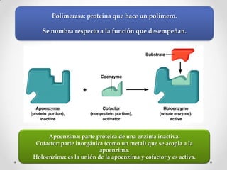 Metabolismo | PPTX