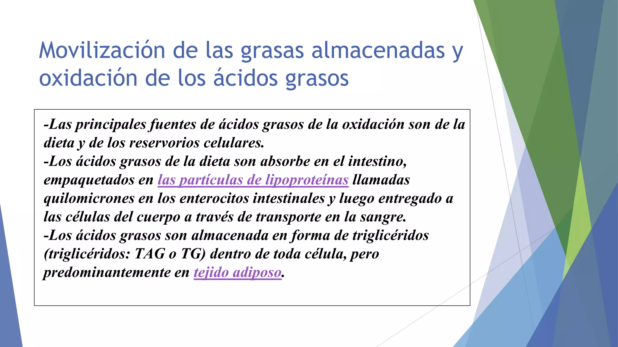 MOVILIZACIÓN DE LAS GRASAS ALMACENADAS Y OXIDACIÓN DE LOS ÁCIDOS GRASOS ...