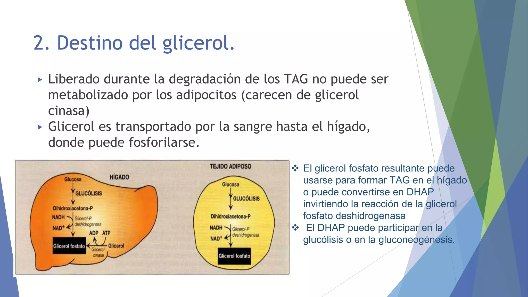 MOVILIZACIÓN DE LAS GRASAS ALMACENADAS Y OXIDACIÓN DE LOS ÁCIDOS GRASOS ...