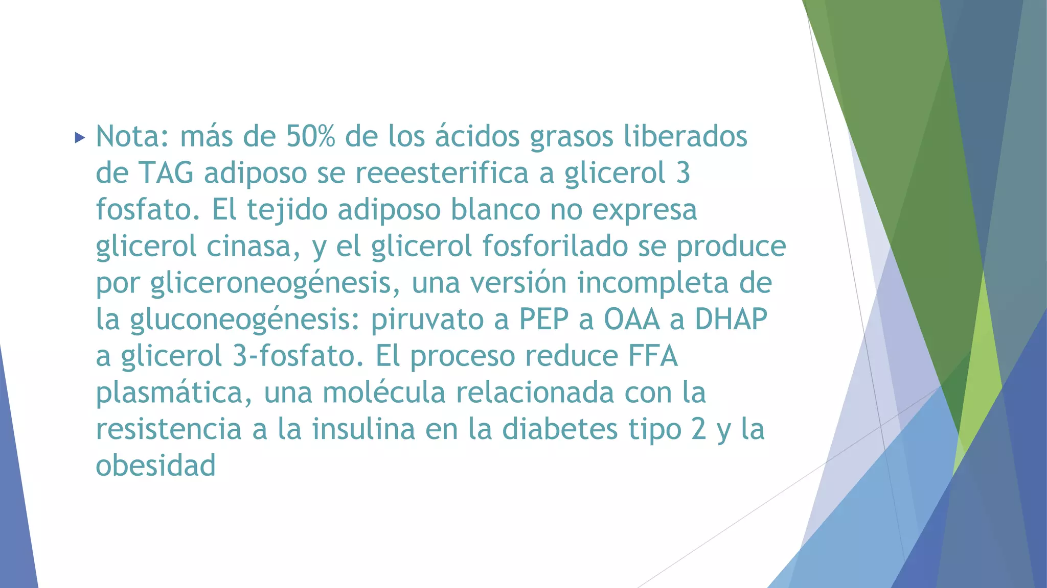 MOVILIZACIÓN DE LAS GRASAS ALMACENADAS Y OXIDACIÓN DE LOS ÁCIDOS GRASOS ...