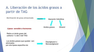 MOVILIZACIÓN DE LAS GRASAS ALMACENADAS Y OXIDACIÓN DE LOS ÁCIDOS GRASOS ...