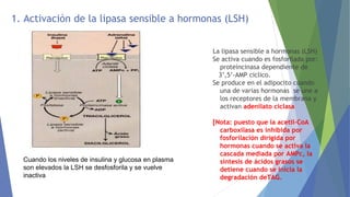 MOVILIZACIÓN DE LAS GRASAS ALMACENADAS Y OXIDACIÓN DE LOS ÁCIDOS GRASOS ...