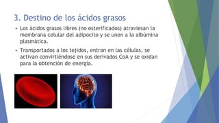 MOVILIZACIÓN DE LAS GRASAS ALMACENADAS Y OXIDACIÓN DE LOS ÁCIDOS GRASOS ...