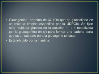 Metabolismo del glucógeno | PPTX