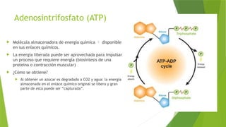 METABOLISMO, biología celular, para la facultad | PPTX