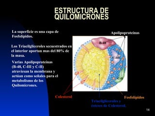 Metabolismo De Lipidos Ppt