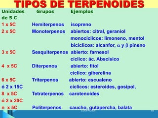 METABOLISMO-VEGETAL.ppt