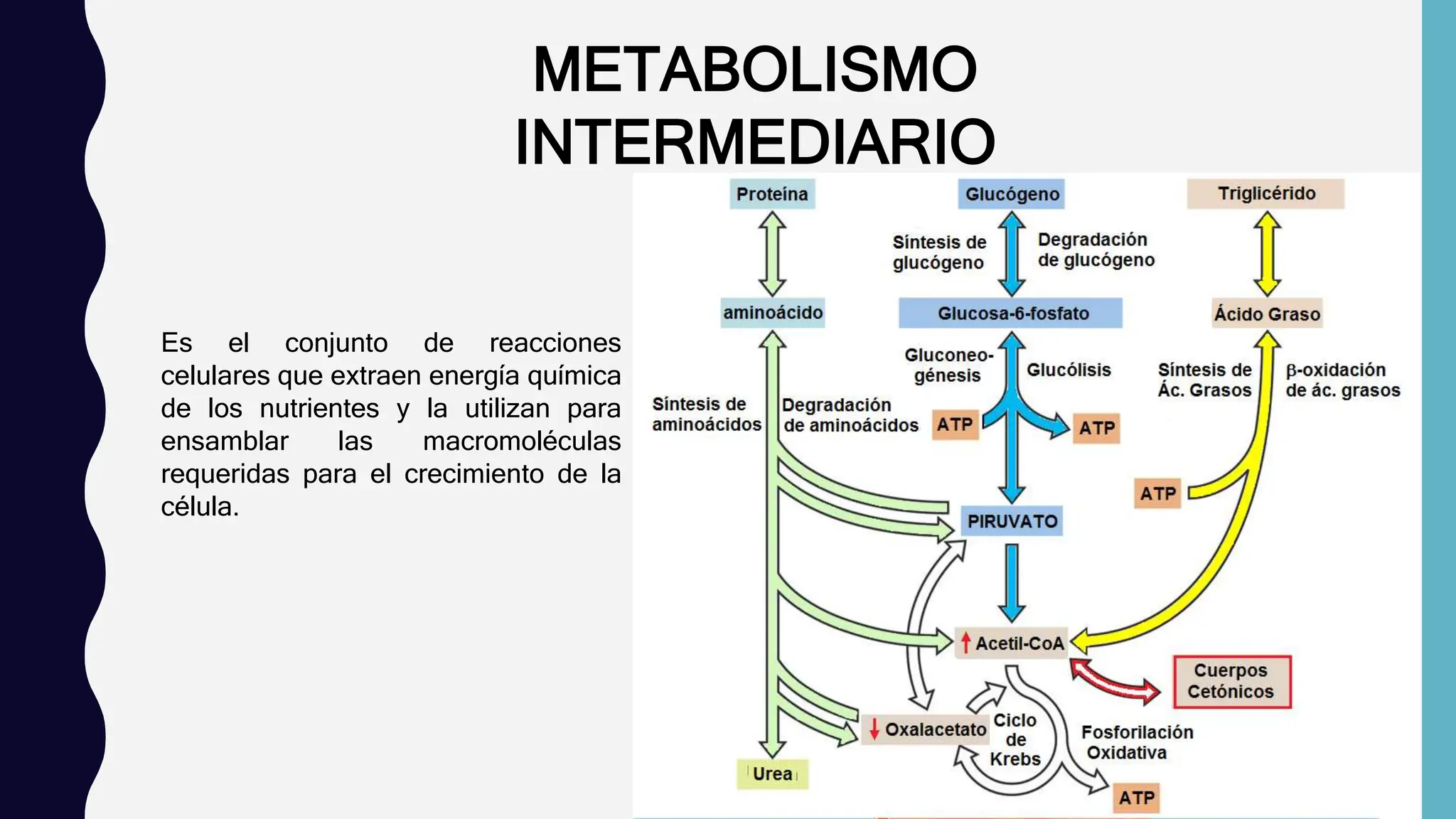METABOLISMO_072910.pptx