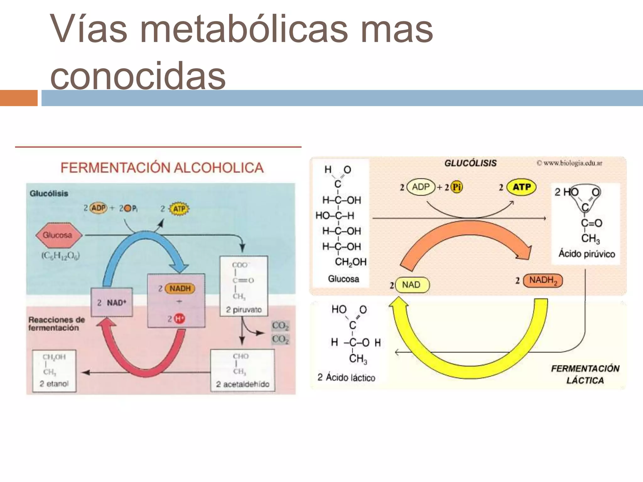 Metabolismo_Bacteriano.ppt