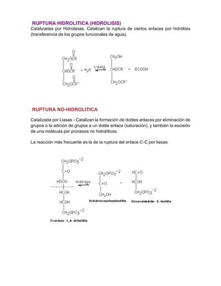 Metabolismo bioqumica | PDF