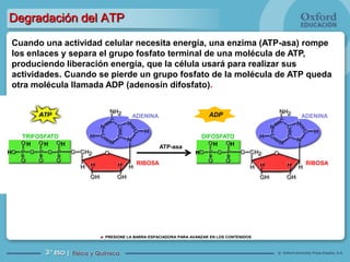 Metabolismo celular | PPTX