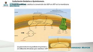 Metabolismo Celular presentacion Power Point | PPTX