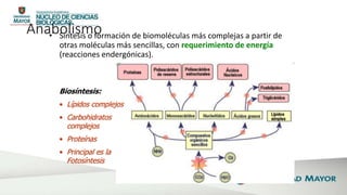 Metabolismo Celular presentacion Power Point | PPTX