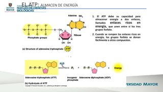 Metabolismo Celular presentacion Power Point | PPTX