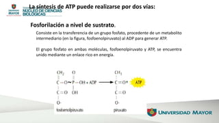 Metabolismo Celular presentacion Power Point | PPTX
