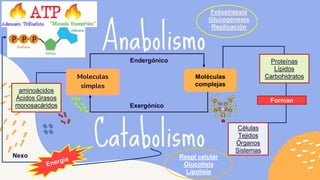 METABOLISMO CELULAR GRADO 7 2021.pptx
