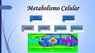 METABOLISMO CELULAR | PPTX