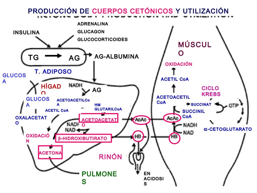 Metabolismo De Cuerpos Cetónicos