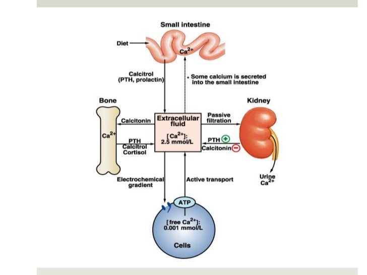 Metabolismo de calcio