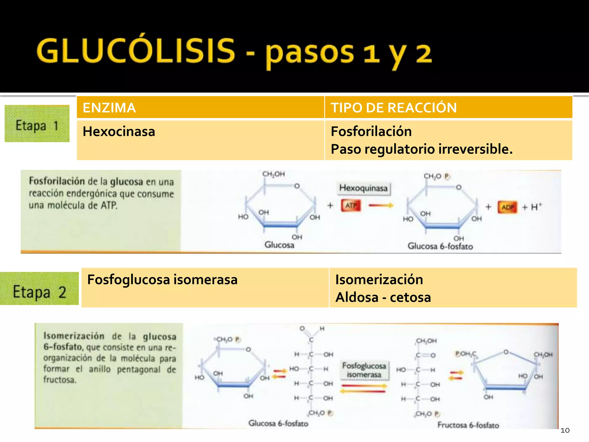 Metabolismo de carbohidratos | PPTX