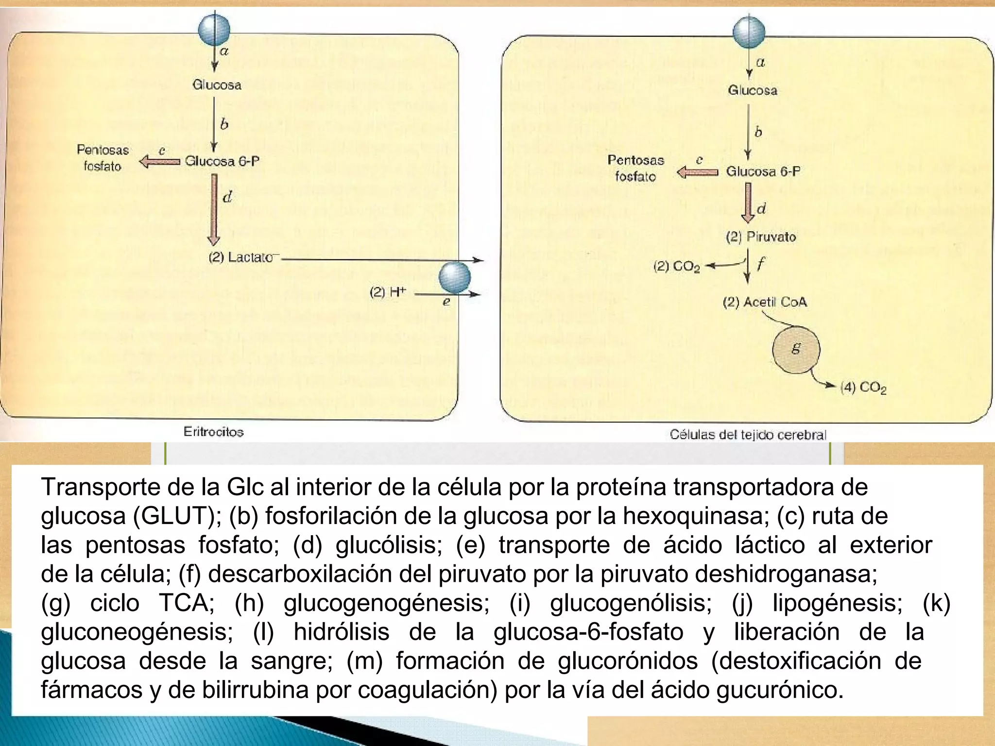 Metabolismo de carbohidratos medc15 | PPT