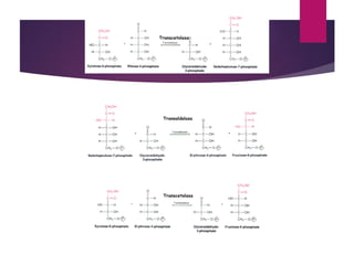 METABOLISMO DE GLUCIDOS - Glucólisis, Fermentación y Vía de las ...
