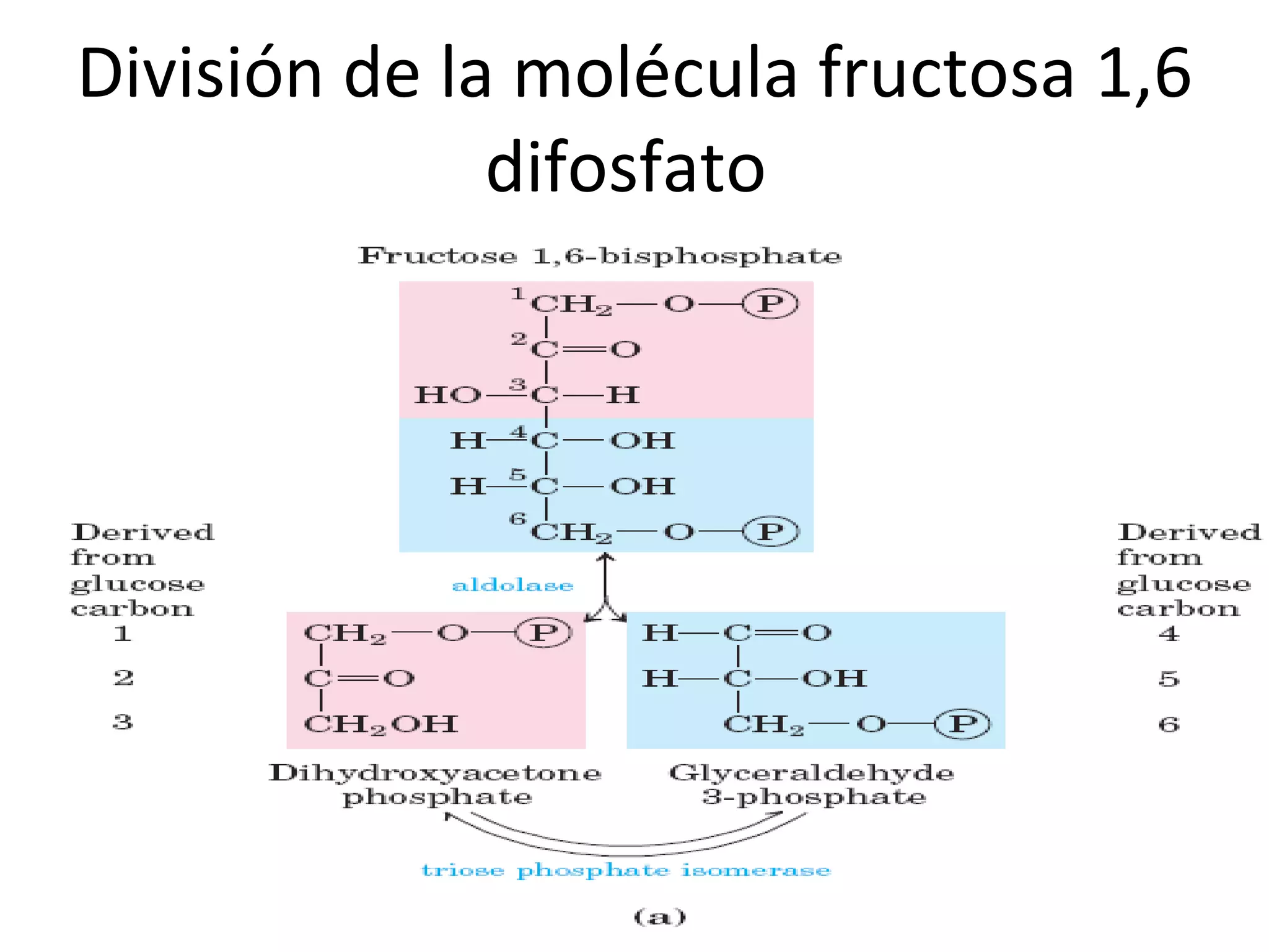 Metabolismo De Glucosa | PPT